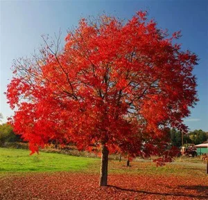 Sissoo Trees in Arizona – Pros, Cons, and Safer Alternatives — B & C ...