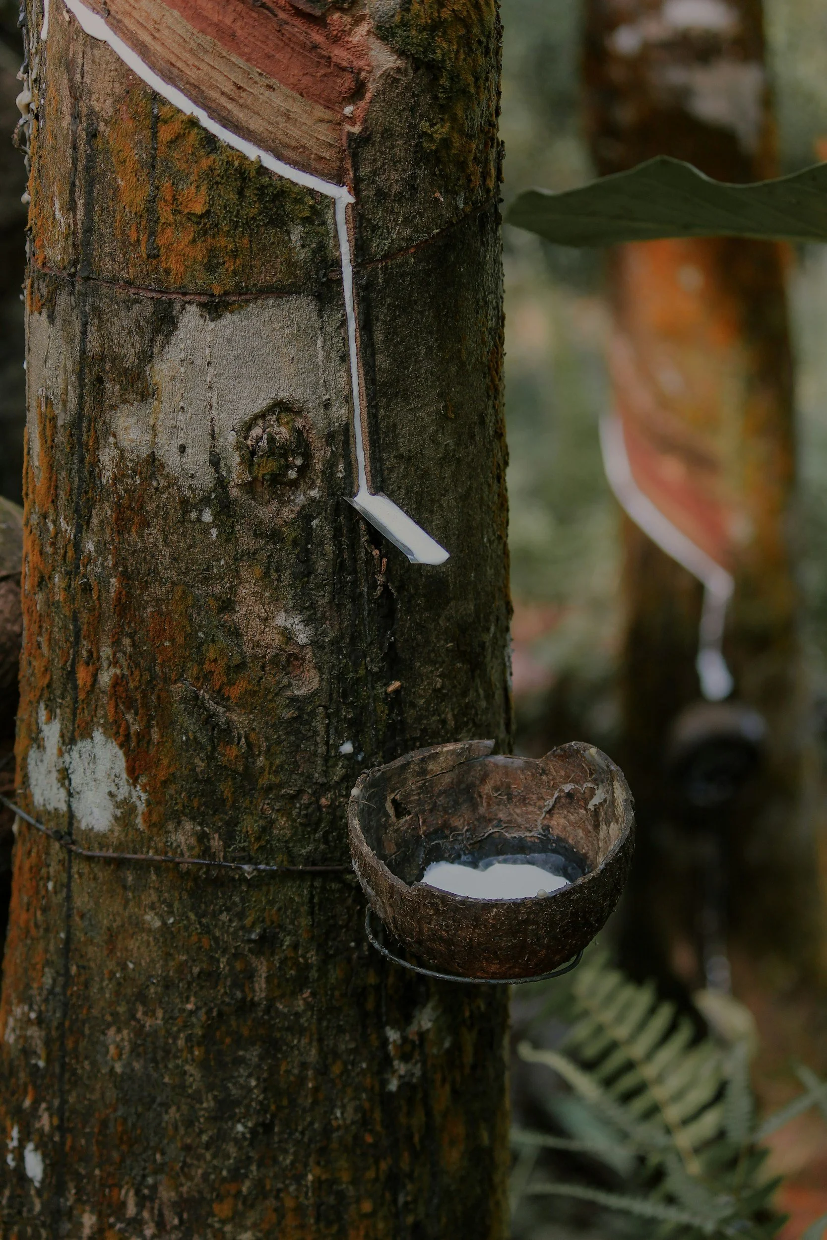 The Secret Life of Trees: Things You Didn't Know Came from Trees — B ...