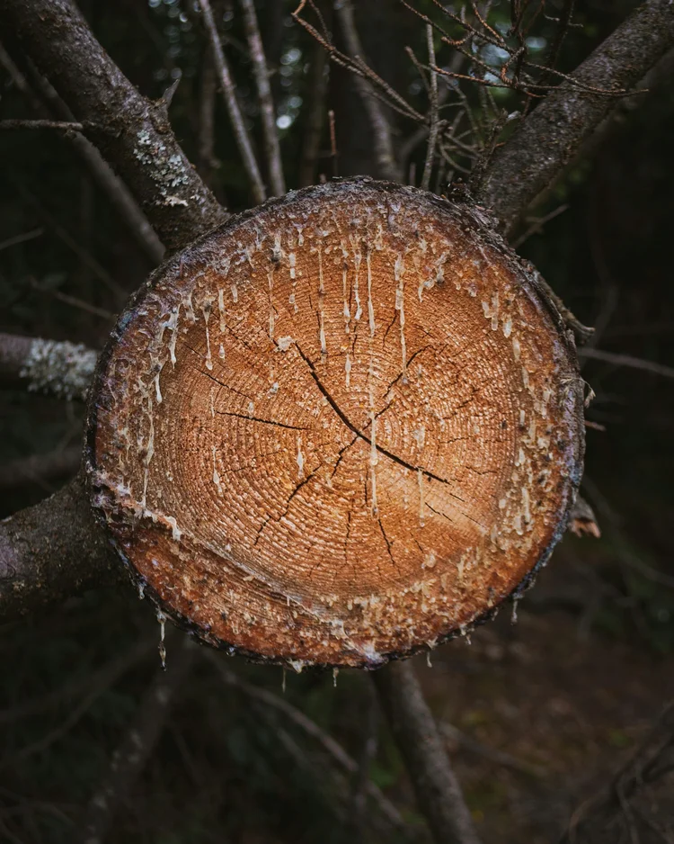 The Secret Life of Trees: Things You Didn't Know Came from Trees — B ...