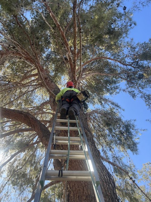 B&C Tree Service