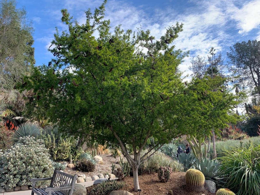 Sissoo Trees in Arizona – Pros, Cons, and Safer Alternatives — B & C ...