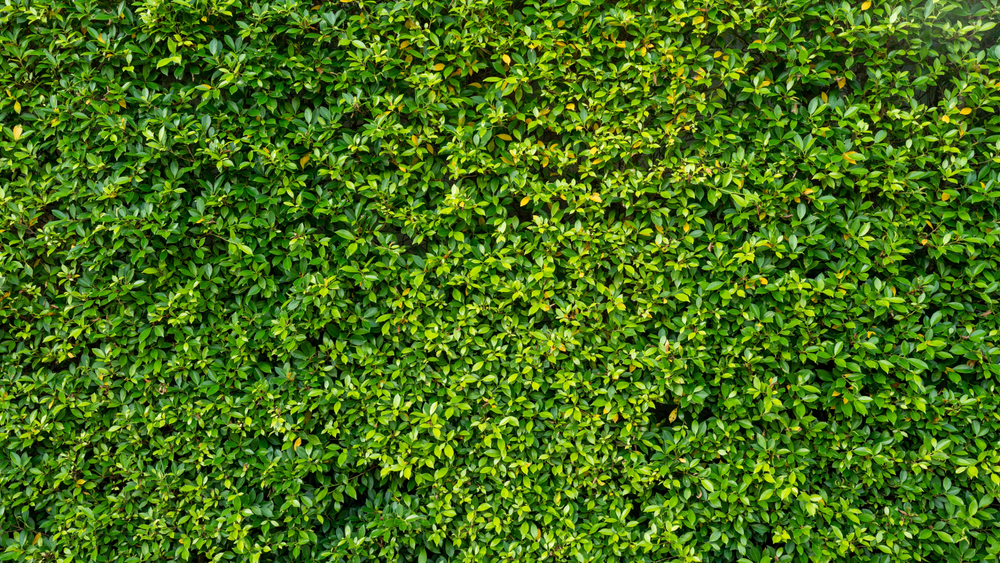 Phoenix Privacy Hedge Guide: Ficus, Oleander & Citrus Risks | B&C Tree ...