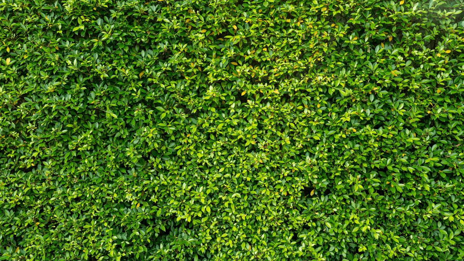 Phoenix Privacy Hedge Guide: Ficus, Oleander & Citrus Risks | B&C Tree ...