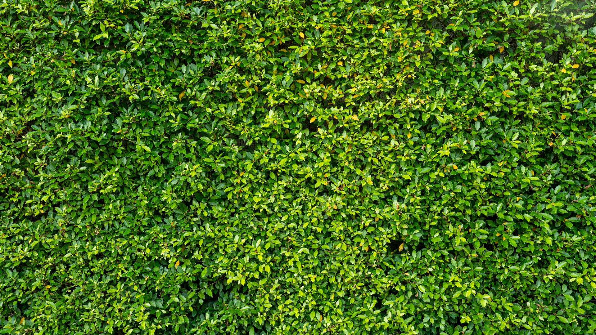 Phoenix Privacy Hedge Guide: Ficus, Oleander & Citrus Risks | B&C Tree ...