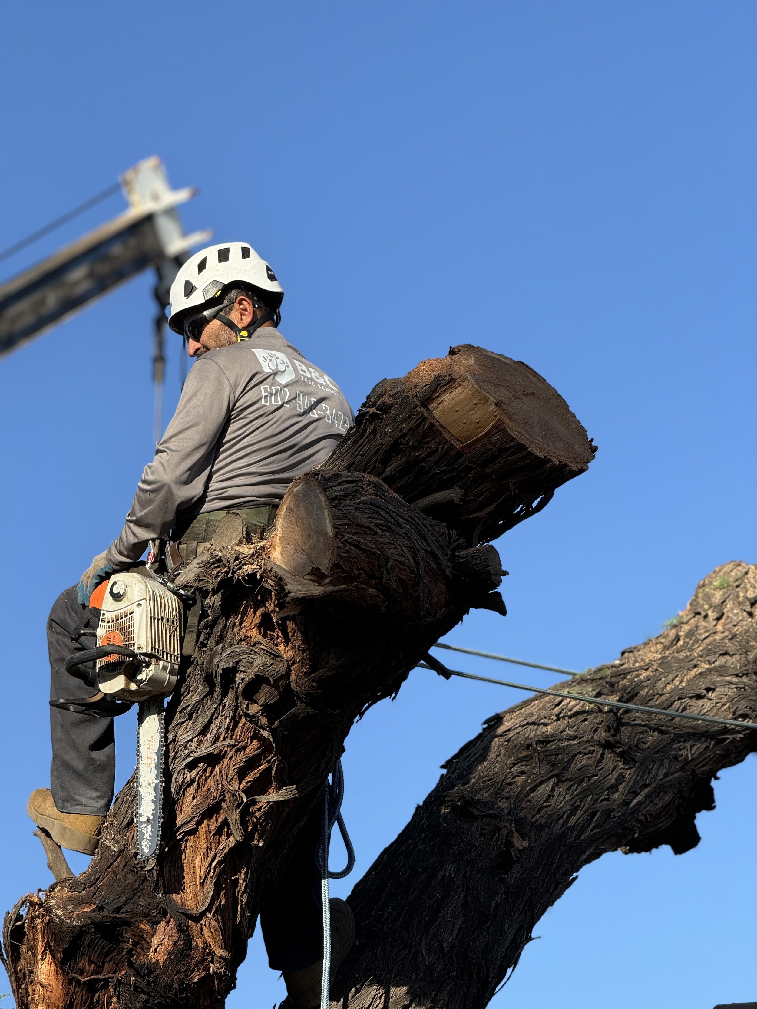 About — B & C Tree Service