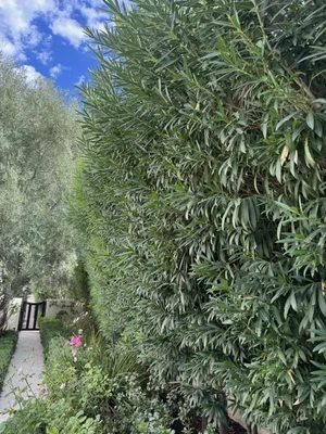 Phoenix Privacy Hedge Guide: Ficus, Oleander & Citrus Risks | B&C Tree ...