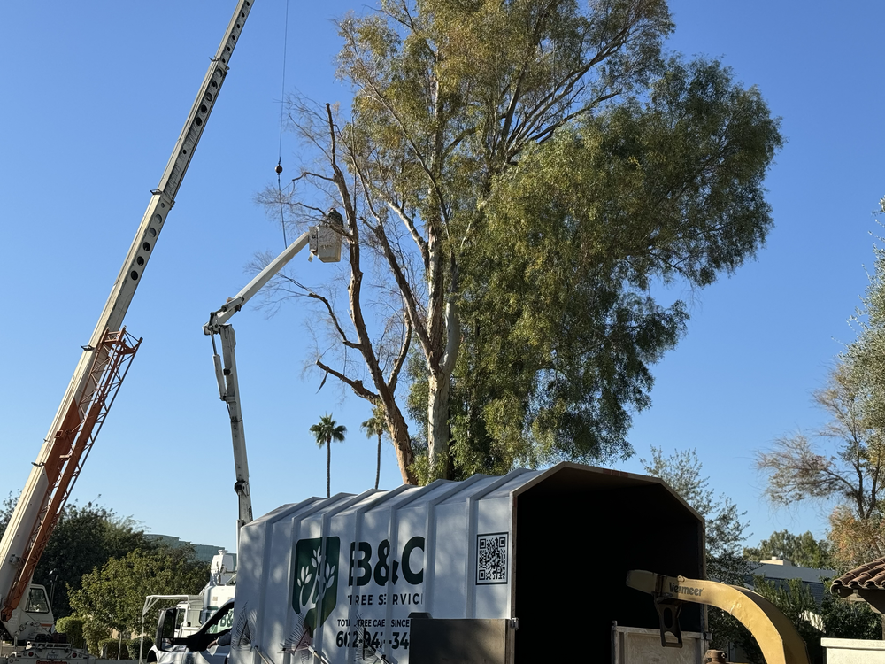 Phoenix Tree Service: Certified Removal & Trimming | B&C — B & C Tree ...