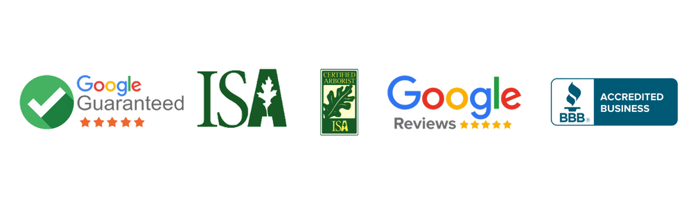 How Trees Adapt to Harsh Environments — B & C Tree Service