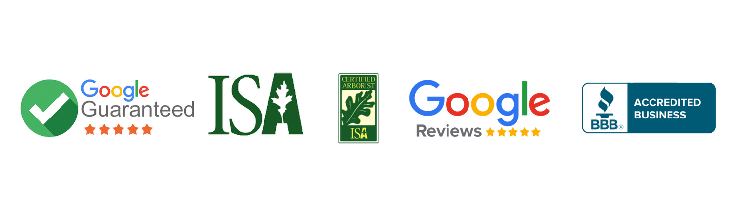 The Compartmentalization of Trees: Nature’s Defense Against Decay — B ...