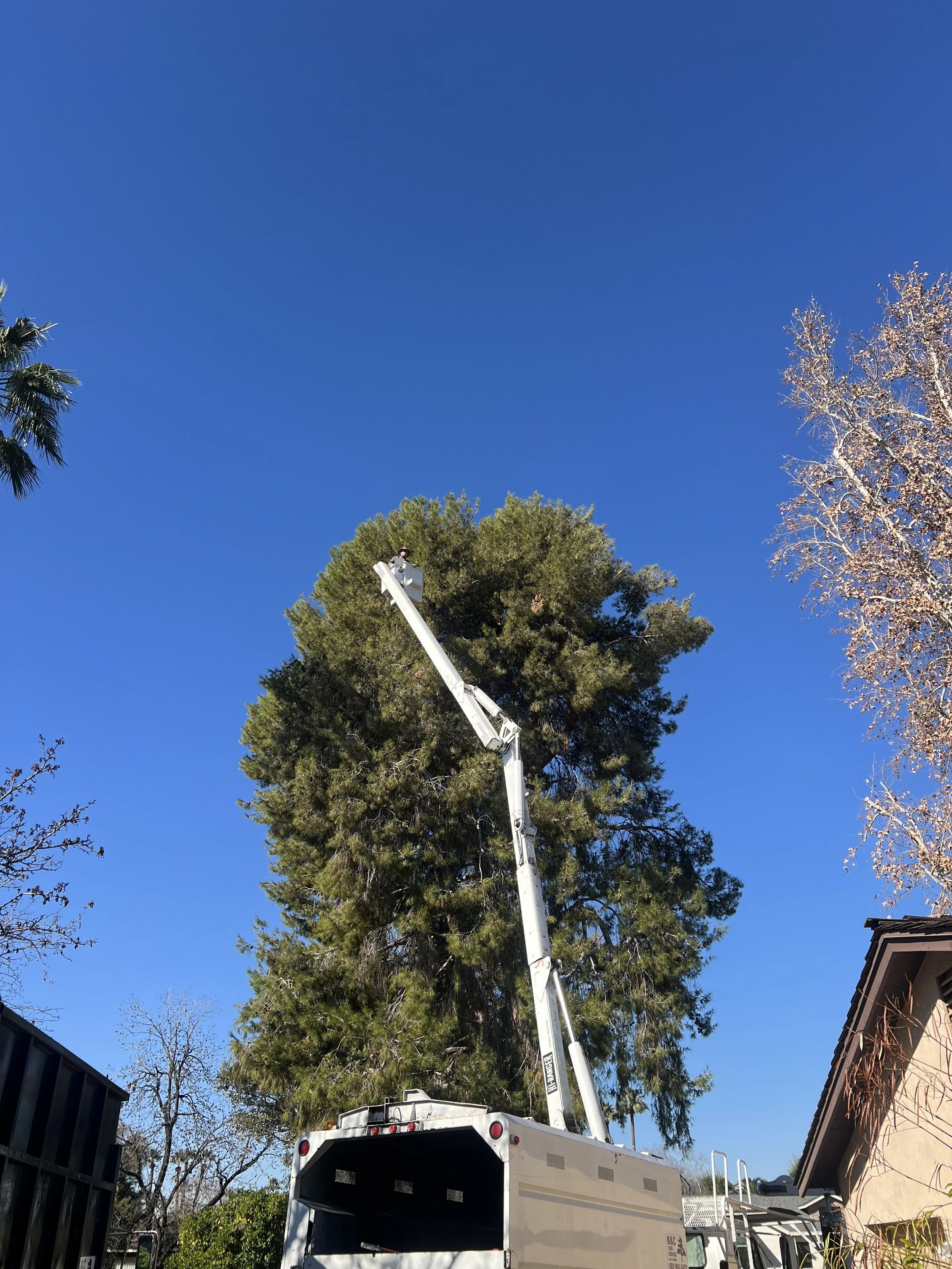 Phoenix & East Valley Tree Trimming & Removal Experts | B&C Tree Service