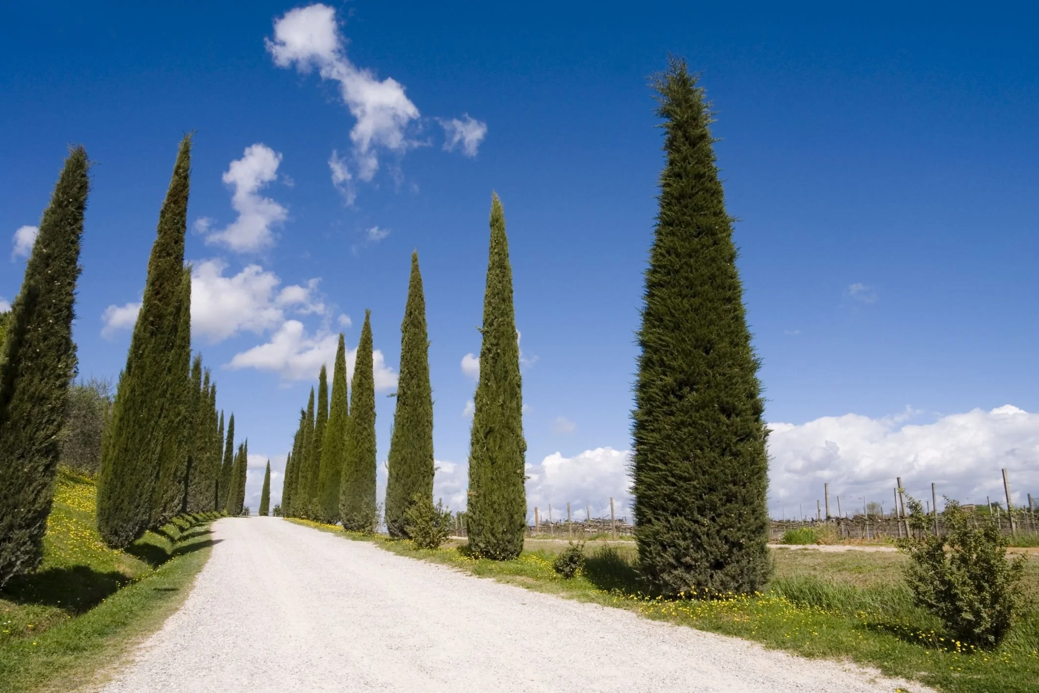 Cypress, Arborvitae, and Juniper: Greening Desert Landscapes — B & C ...