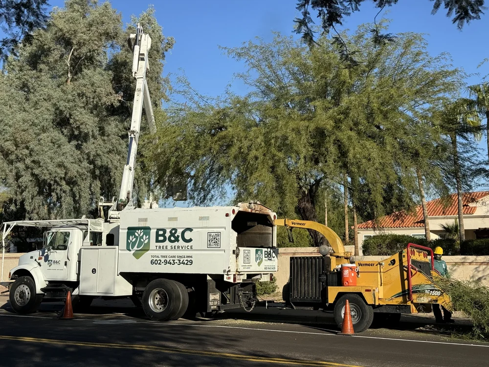 Palo Verde Tree Care Guide – Expert Pruning & Tips (B&C Tree Service AZ ...
