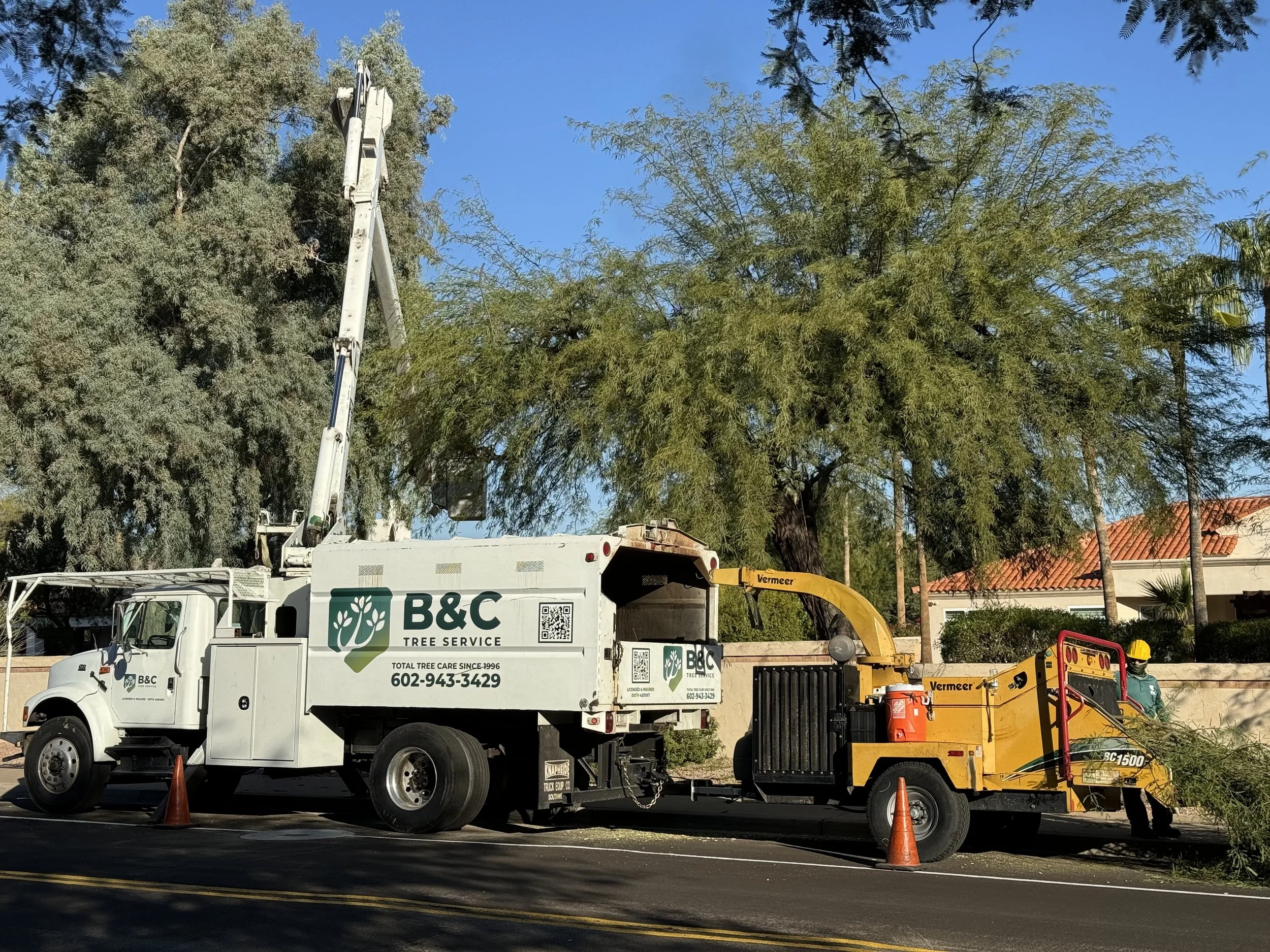 Palo Verde Tree Care Guide – Expert Pruning & Tips (B&C Tree Service AZ ...