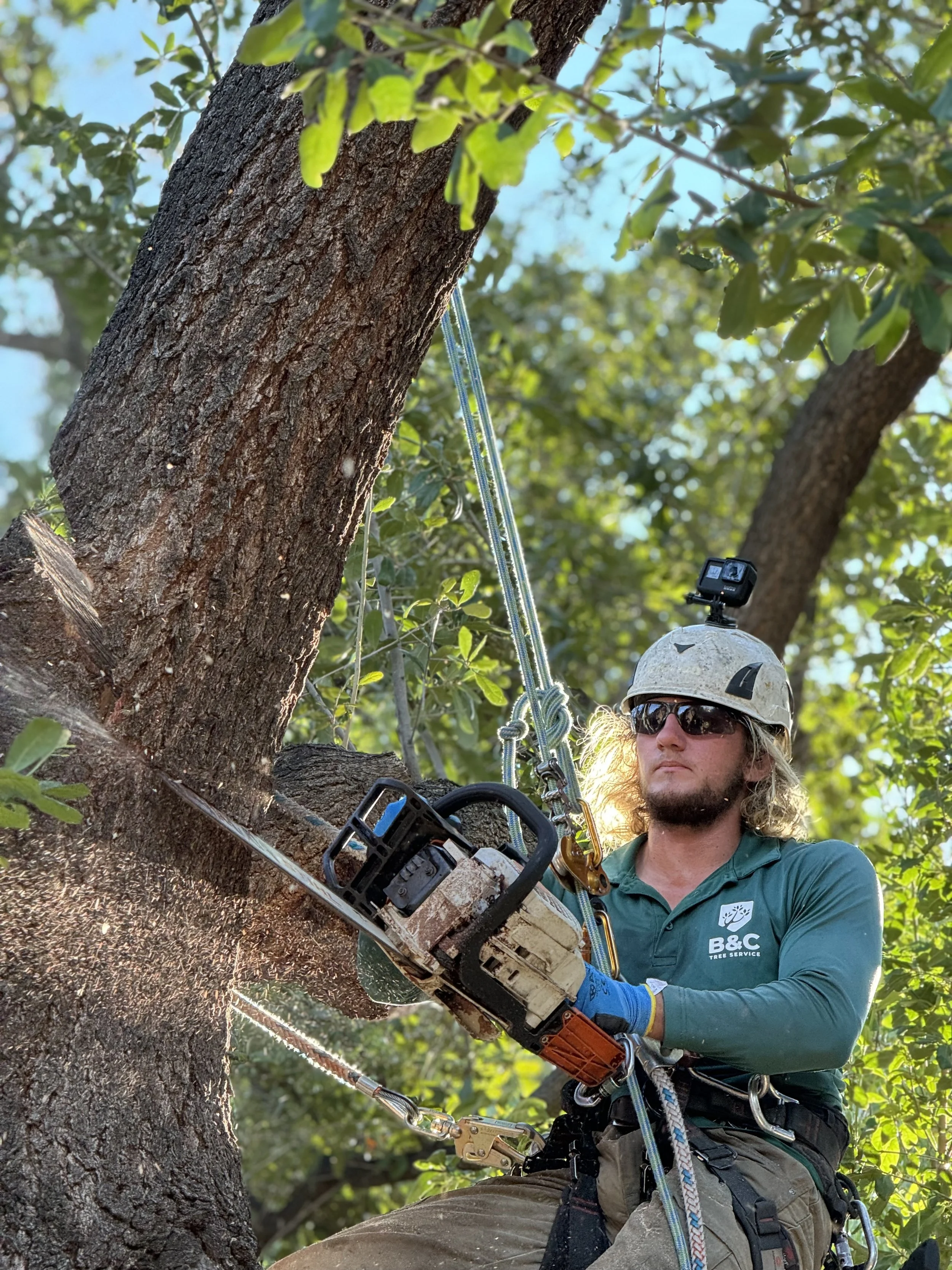 Phoenix & East Valley Tree Trimming & Removal Experts | B&C Tree Service