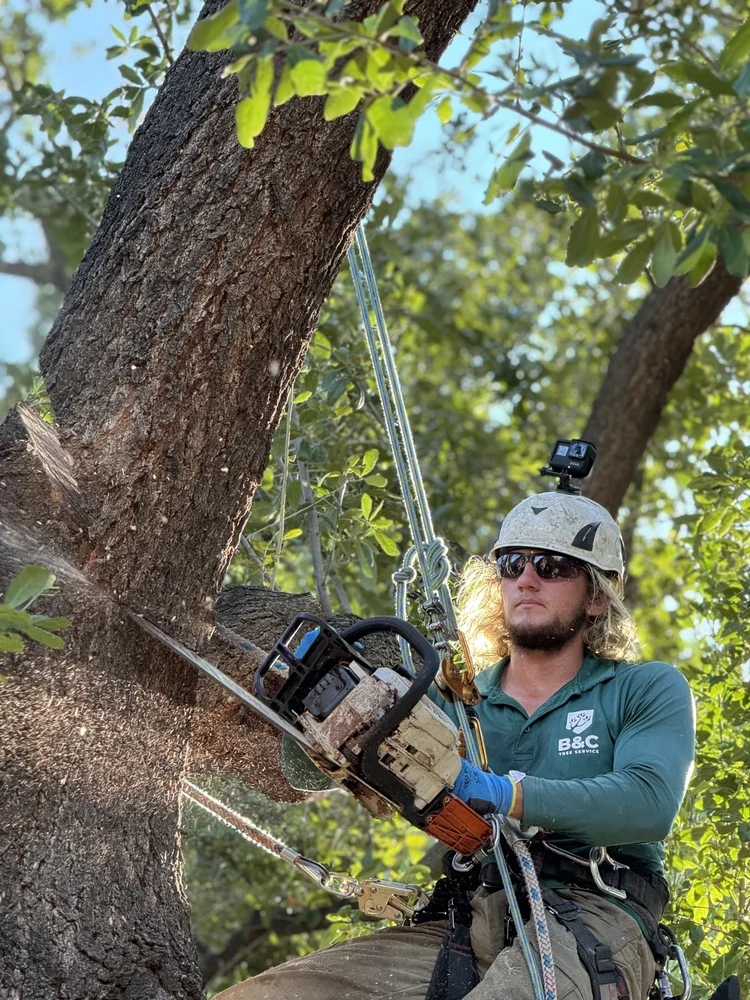 Phoenix & East Valley Tree Trimming & Removal Experts | B&C Tree Service