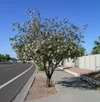 Sissoo Trees in Arizona – Pros, Cons, and Safer Alternatives — B & C ...