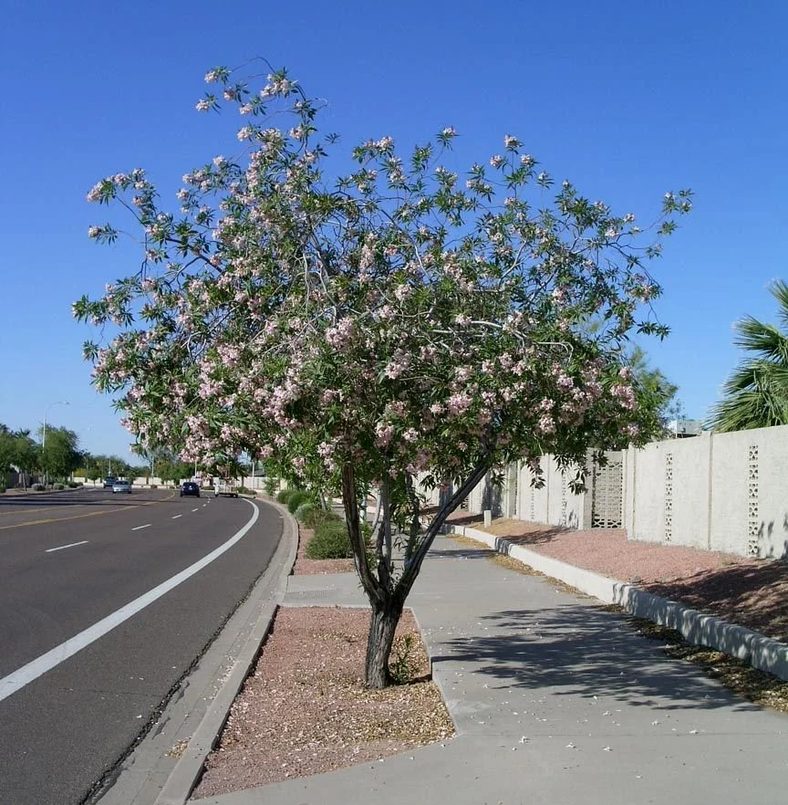 Sissoo Trees in Arizona – Pros, Cons, and Safer Alternatives — B & C ...