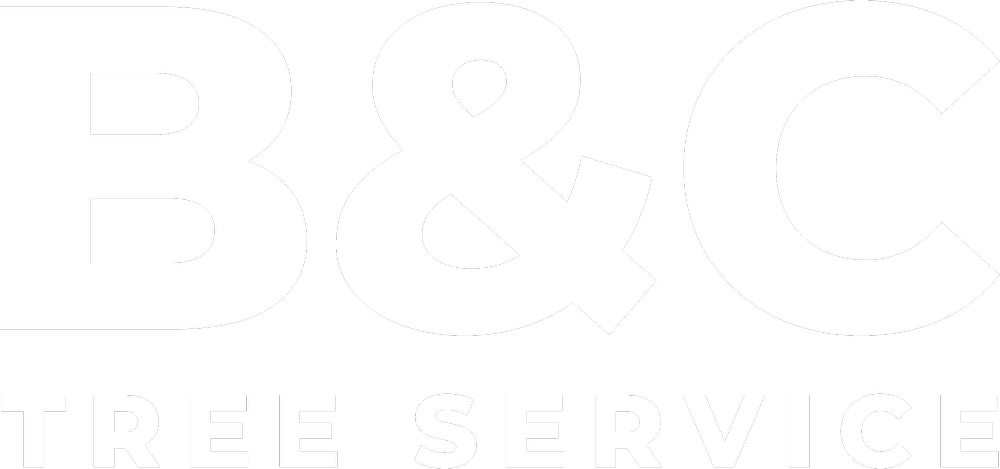 Slime Flux and Its Effects on Trees: An Arborist’s Perspective — B & C ...