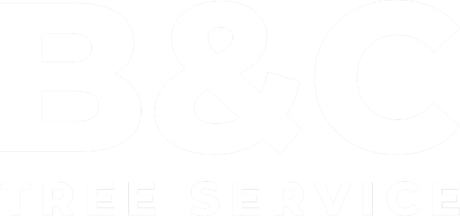 Slime Flux and Its Effects on Trees: An Arborist’s Perspective — B & C ...