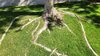 Sissoo Trees in Arizona – Pros, Cons, and Safer Alternatives — B & C ...