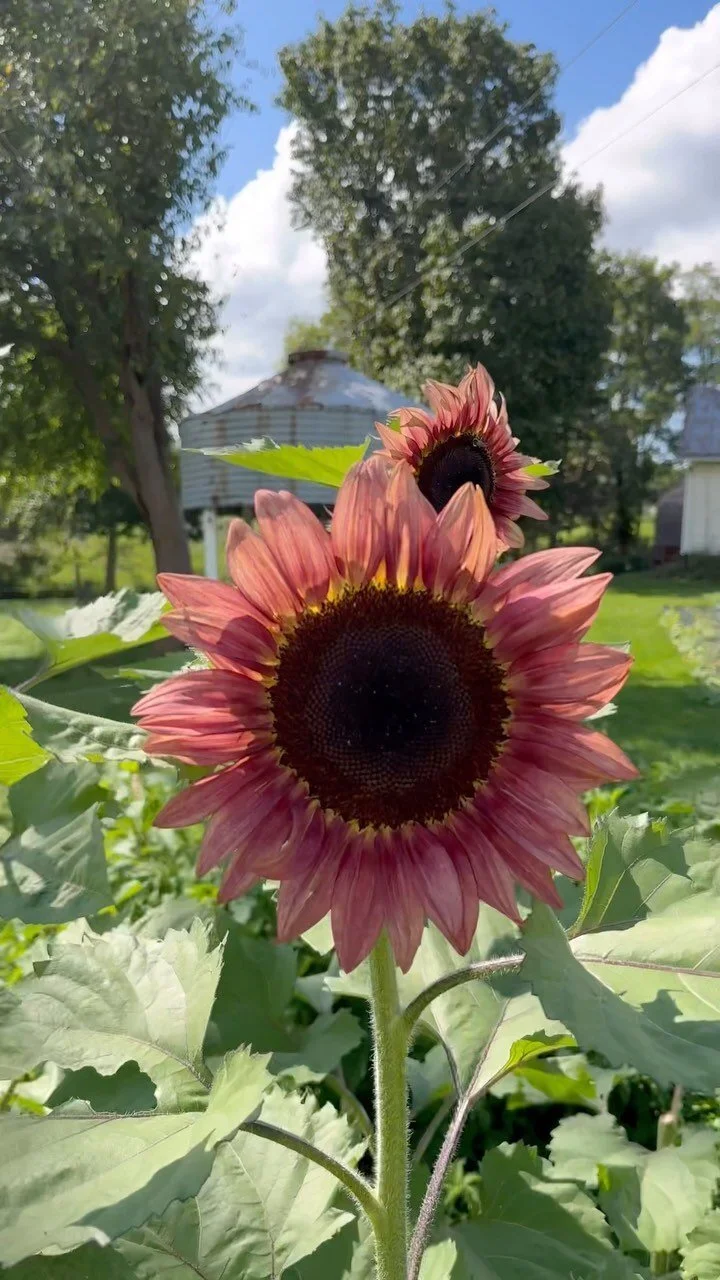 Muddy Meadows Farm | Fresh Produce & Flowers | Farm-Raised Beef | Loudonville, OH