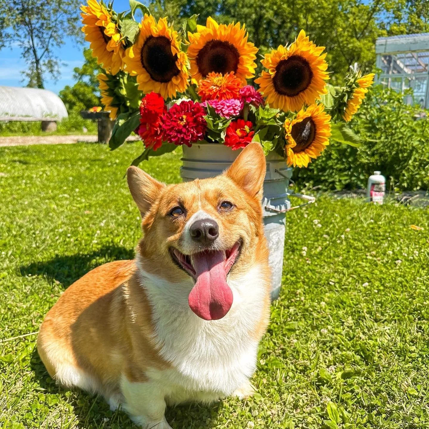 Muddy Meadows Farm | Fresh Produce & Flowers | Farm-Raised Beef | Loudonville, OH