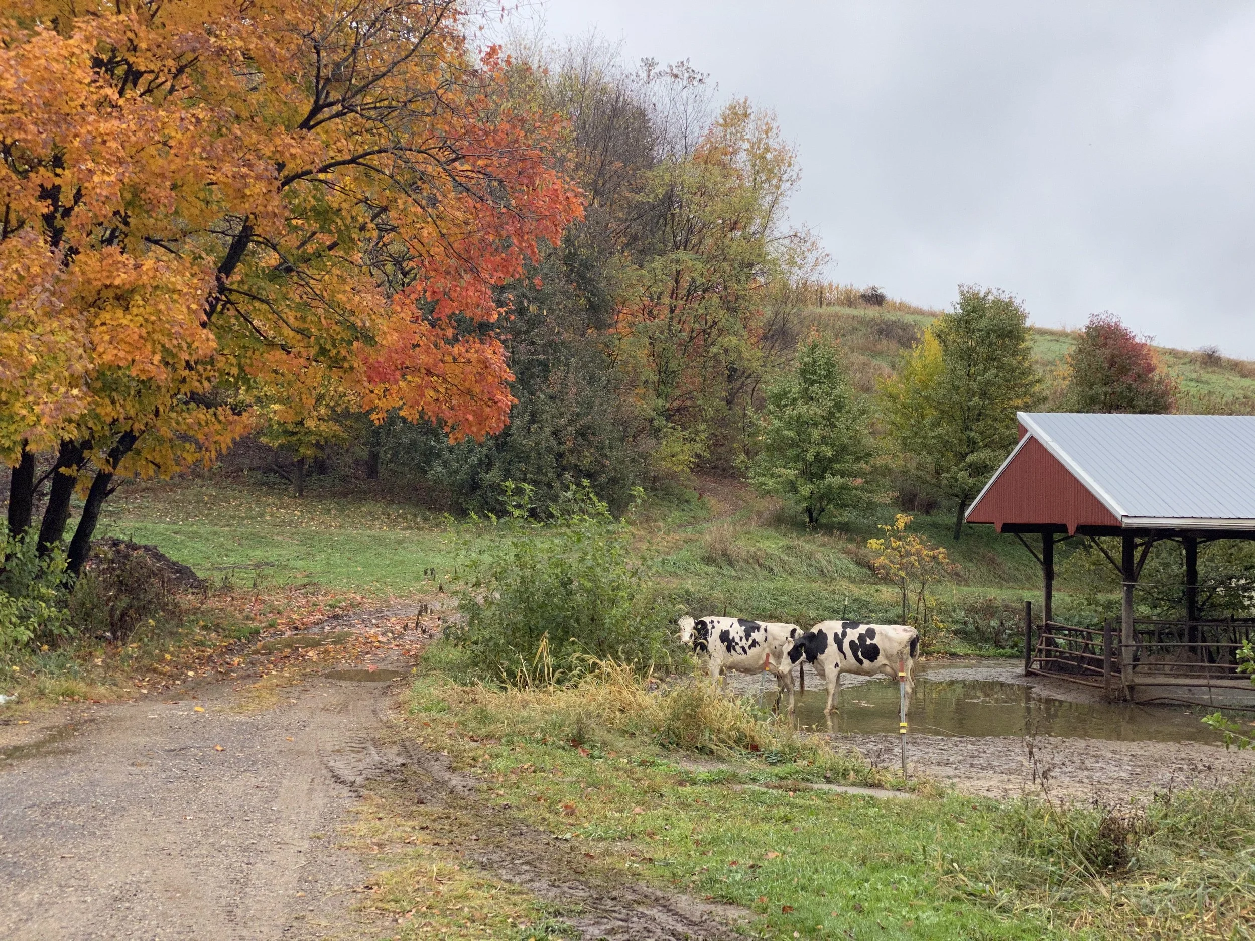 Our Farm | Family Owned & Operated — Muddy Meadows Farm