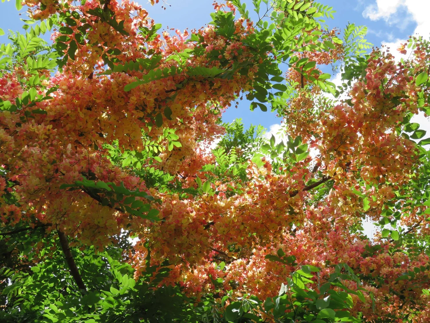 Rainbow Shower Tree — Lei Pua Ala Queer Histories of Hawai'i Project