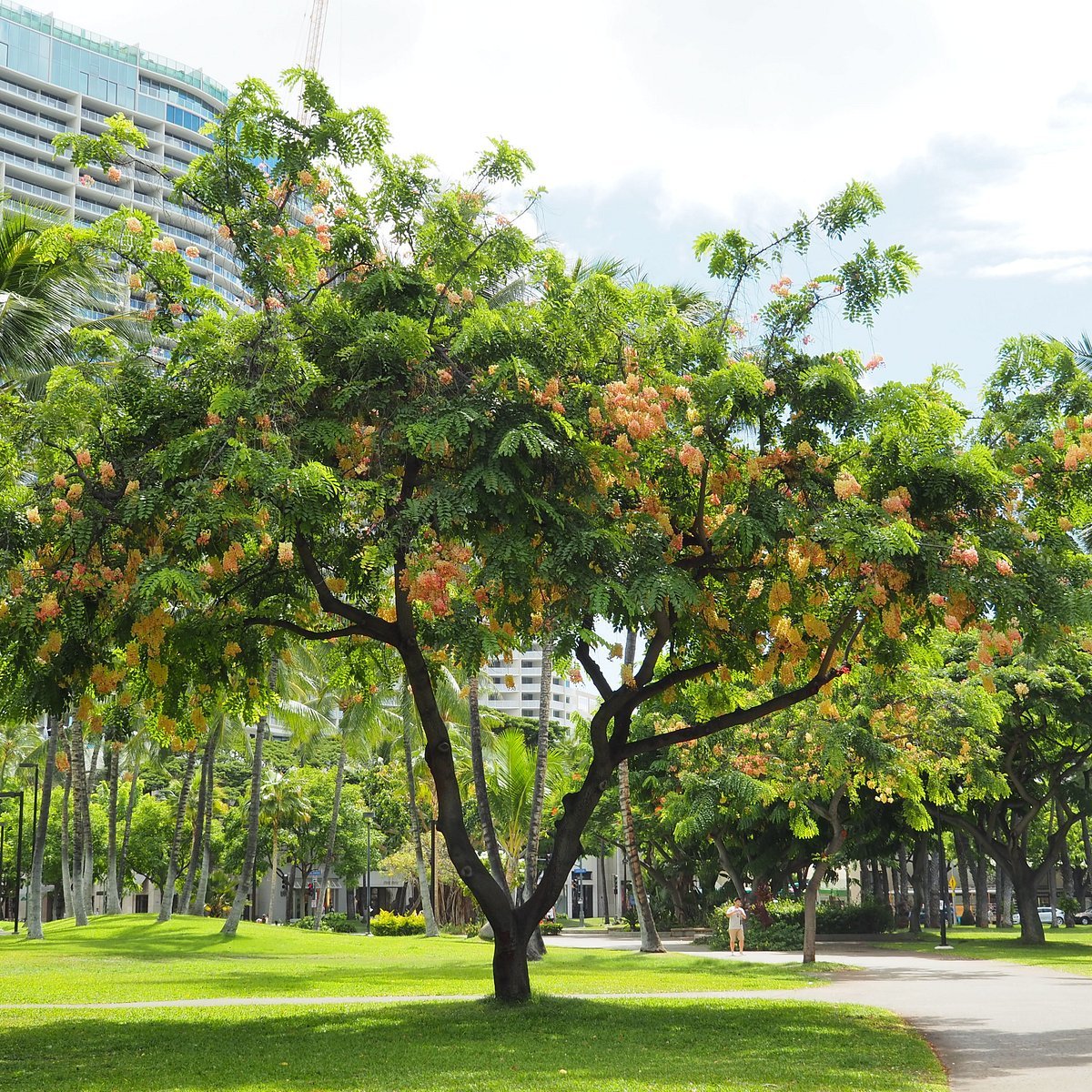 Rainbow Shower Tree — Lei Pua Ala Queer Histories of Hawai'i Project