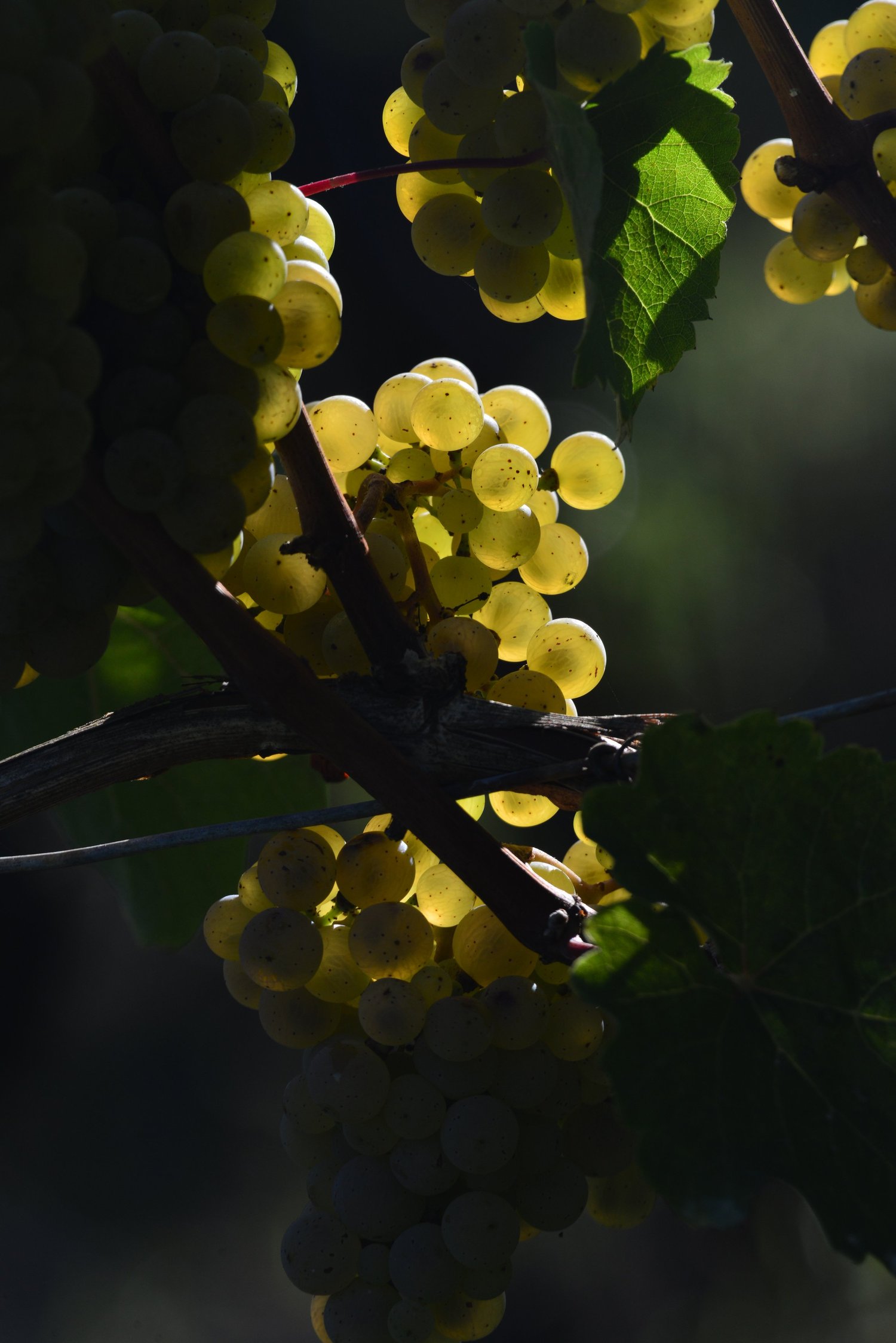 Weine — Alte Grafschaft