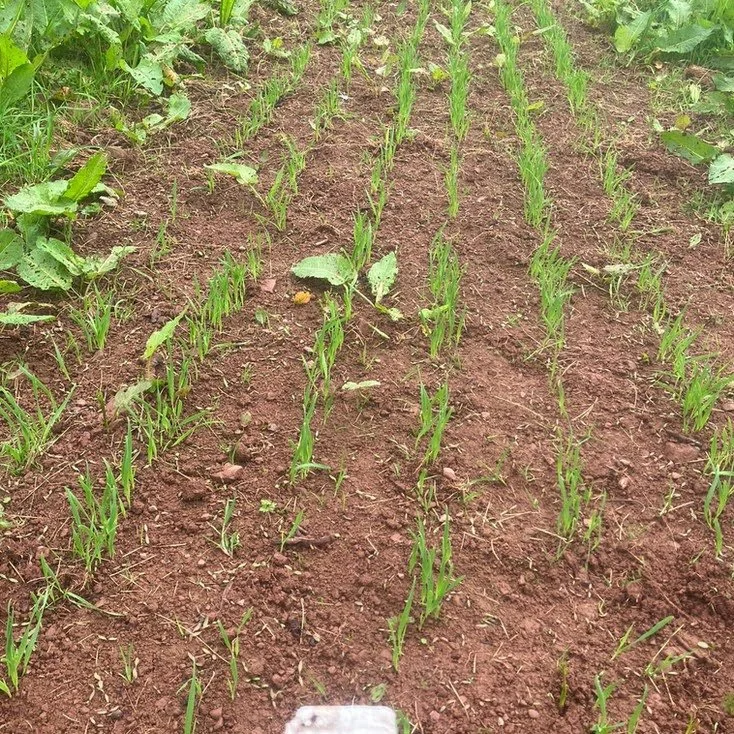 Bringing Back Black Oats — Action for Conservation