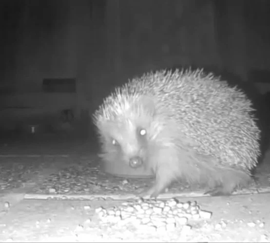 Hedgehogs visiting my garden — Action for Conservation