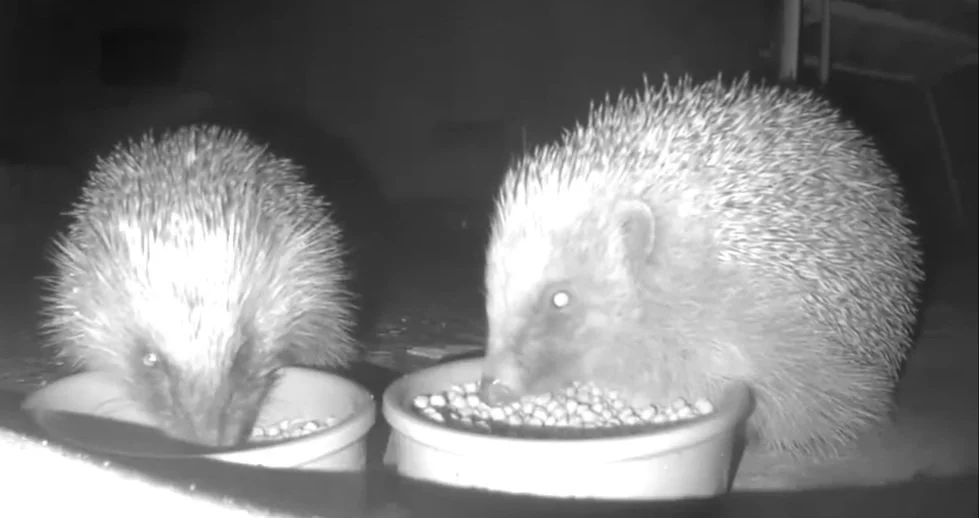 Hedgehogs visiting my garden — Action for Conservation