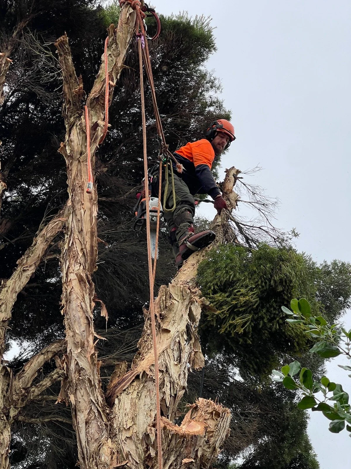 About — Warton Tree & Garden Services