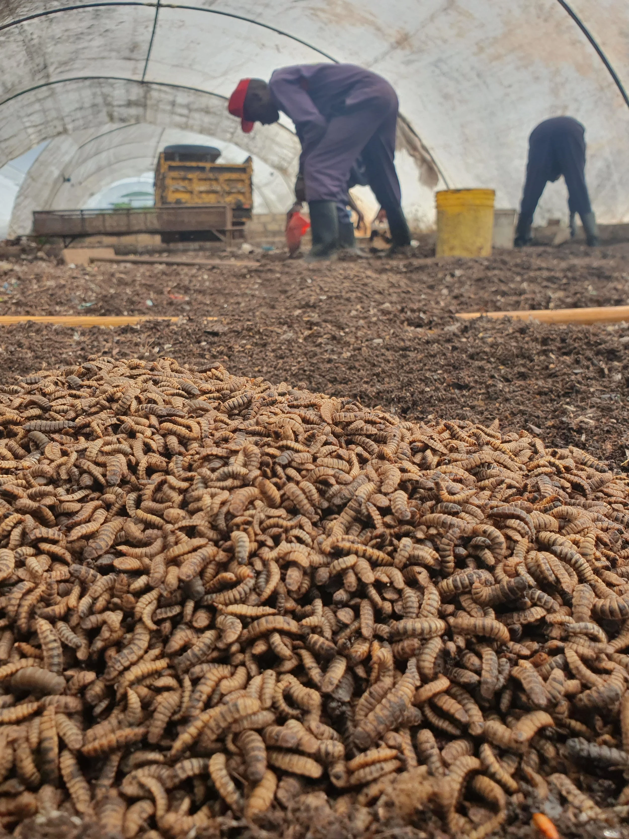 Black Soldier Fly Farming in East Africa — Fly2Feed