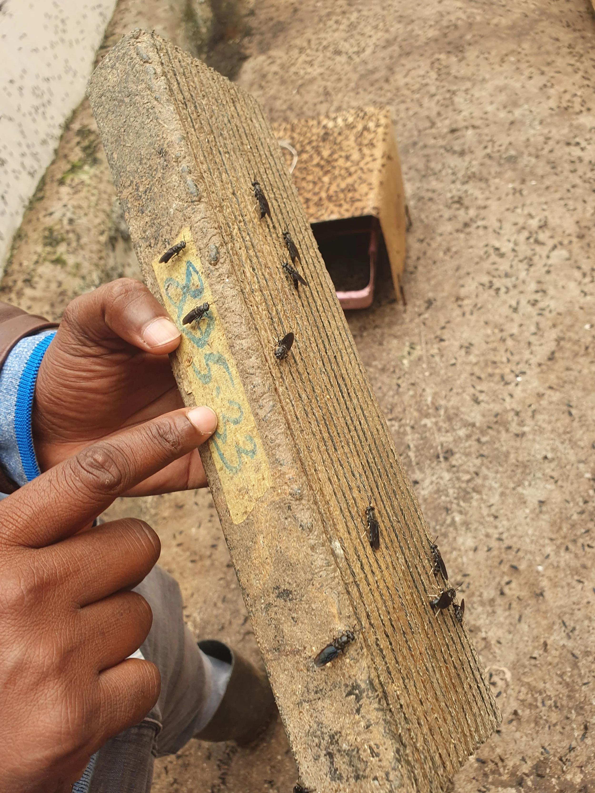 Black Soldier Fly Farming in East Africa — Fly2Feed