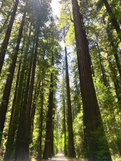 Redwoods California — Vacationing Vagabond