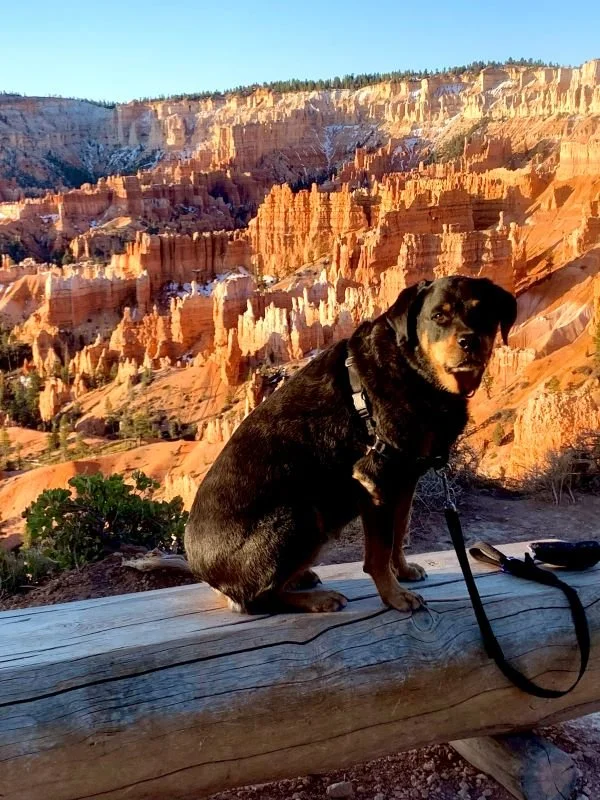 5 Best Dog-Friendly Hikes in National Parks — Vacationing Vagabond