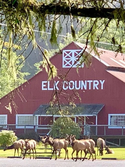 Redwoods California — Vacationing Vagabond