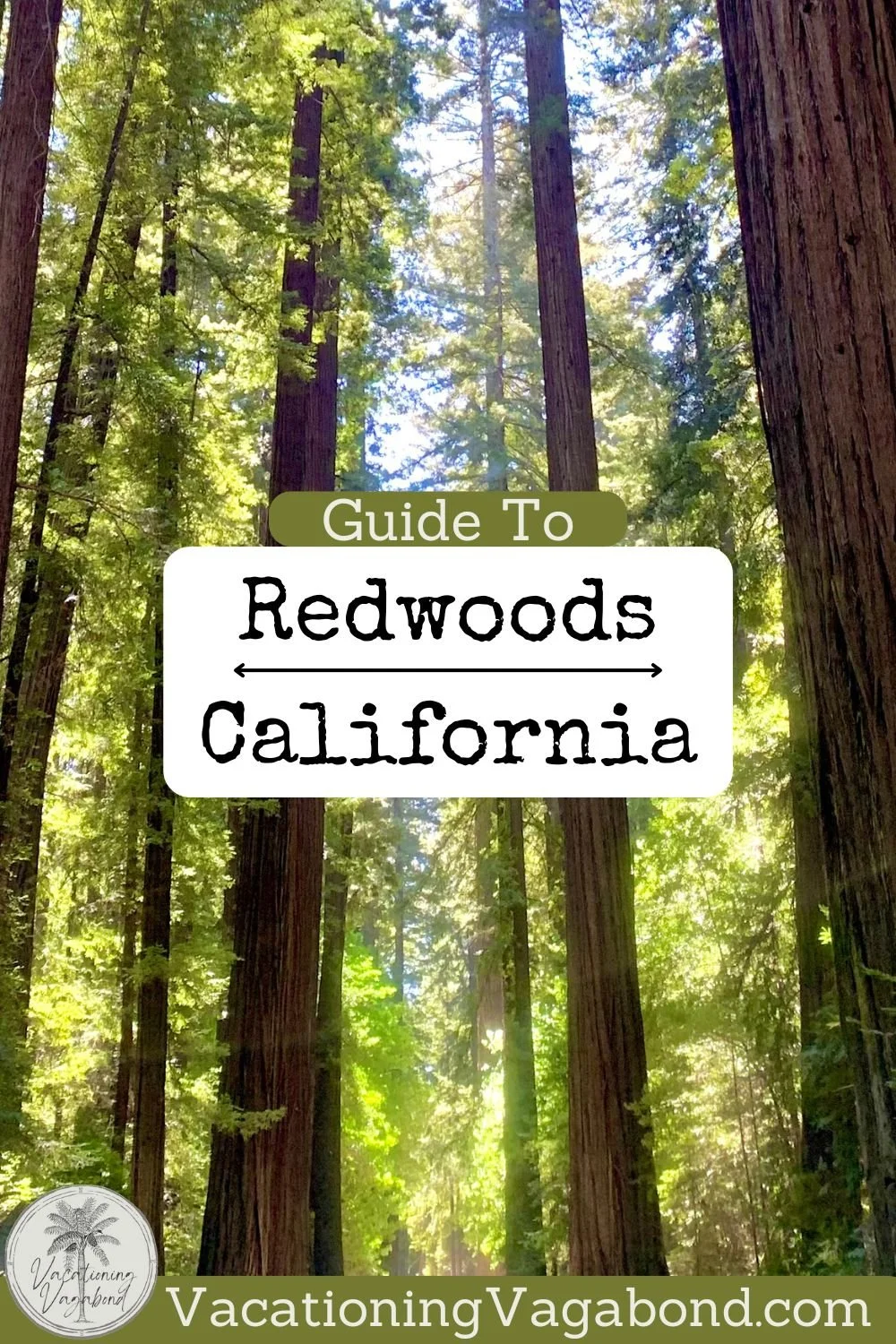 Redwoods California — Vacationing Vagabond