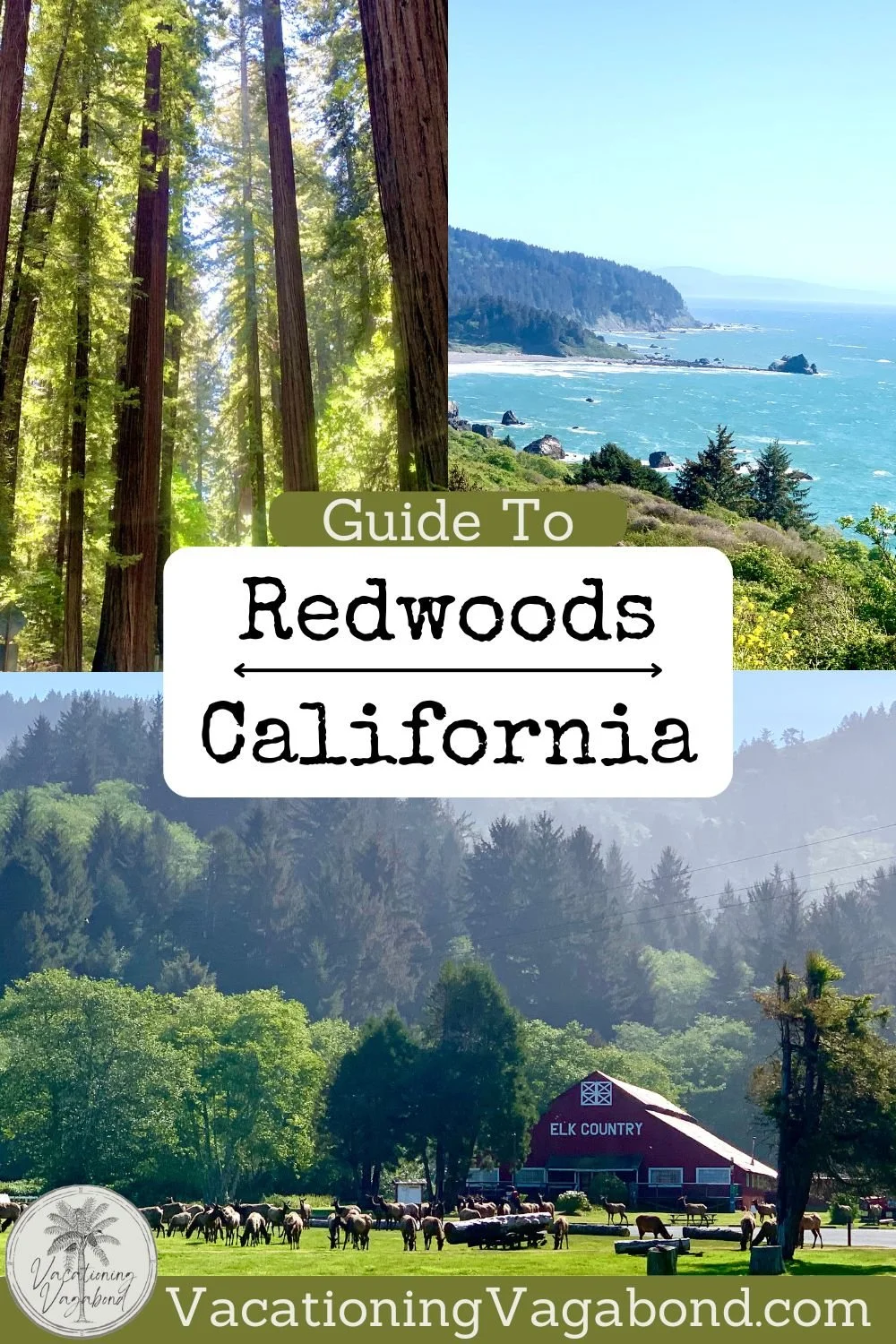 Redwoods California — Vacationing Vagabond