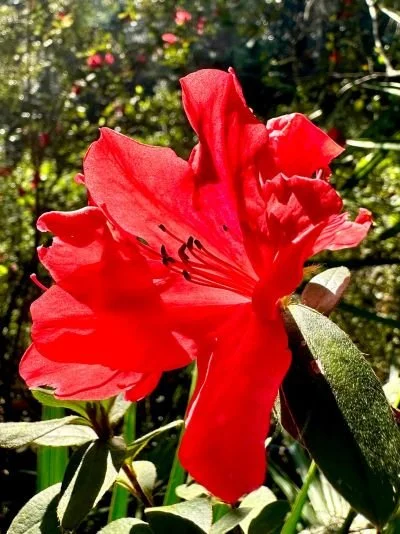 Best Places to See Azaleas and Camellias in Florida — Vacationing Vagabond