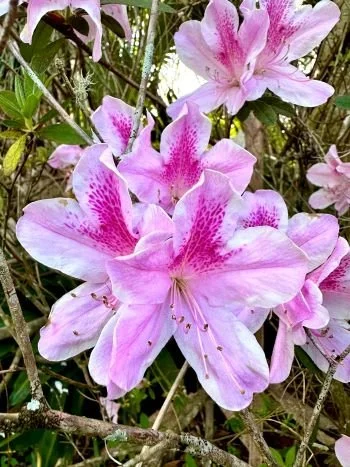 Best Places to See Azaleas and Camellias in Florida — Vacationing Vagabond