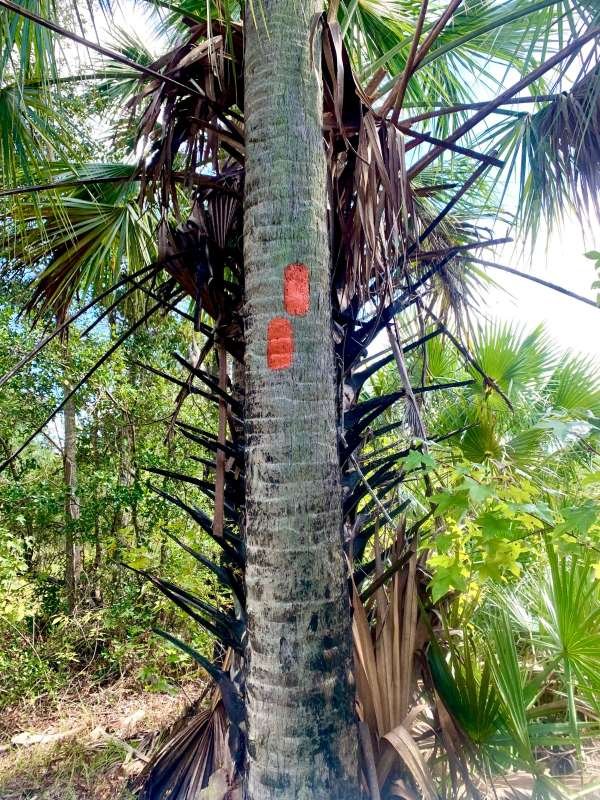 Understanding Hiking Trail Blaze Markers — Vacationing Vagabond