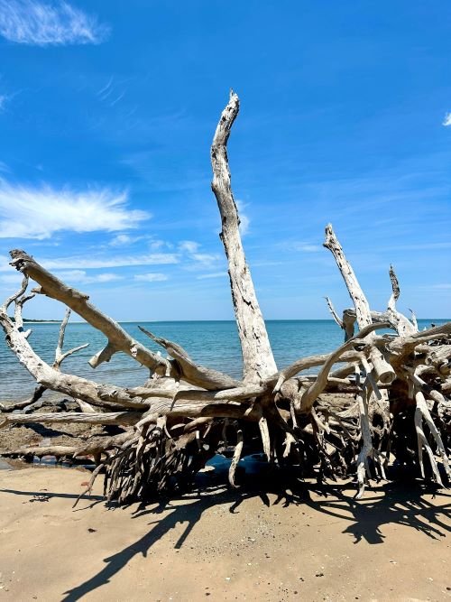 Boneyard Beach - Big Talbot Island, Florida — Vacationing Vagabond