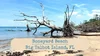 Boneyard Beach - Big Talbot Island, Florida — Vacationing Vagabond