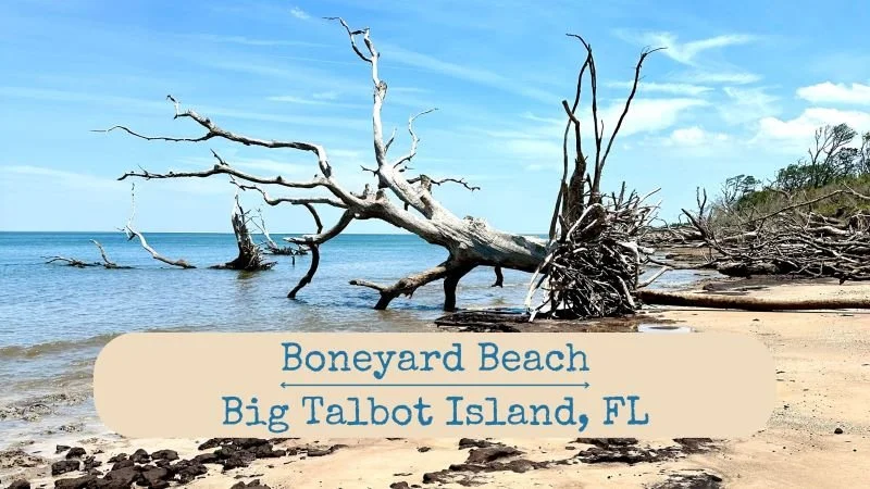 Boneyard Beach - Big Talbot Island, Florida — Vacationing Vagabond