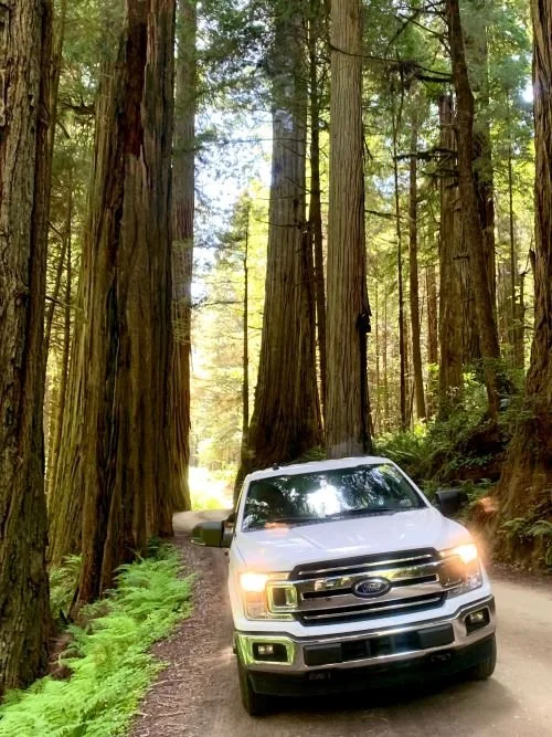 Redwoods California — Vacationing Vagabond