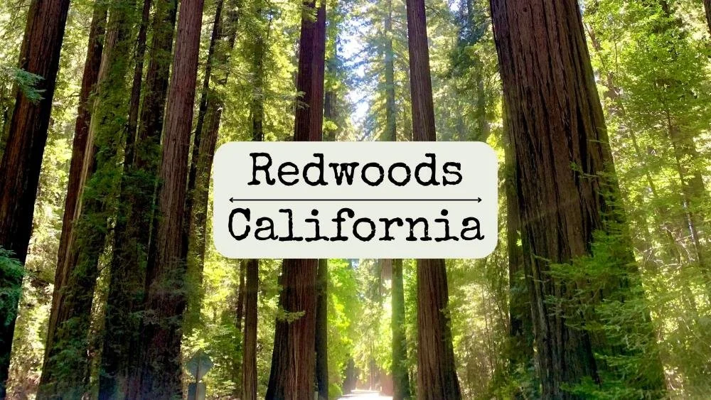 Redwoods California — Vacationing Vagabond