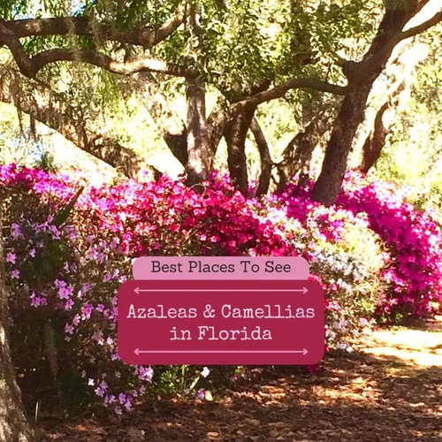 Best Places to See Azaleas and Camellias in Florida — Vacationing Vagabond